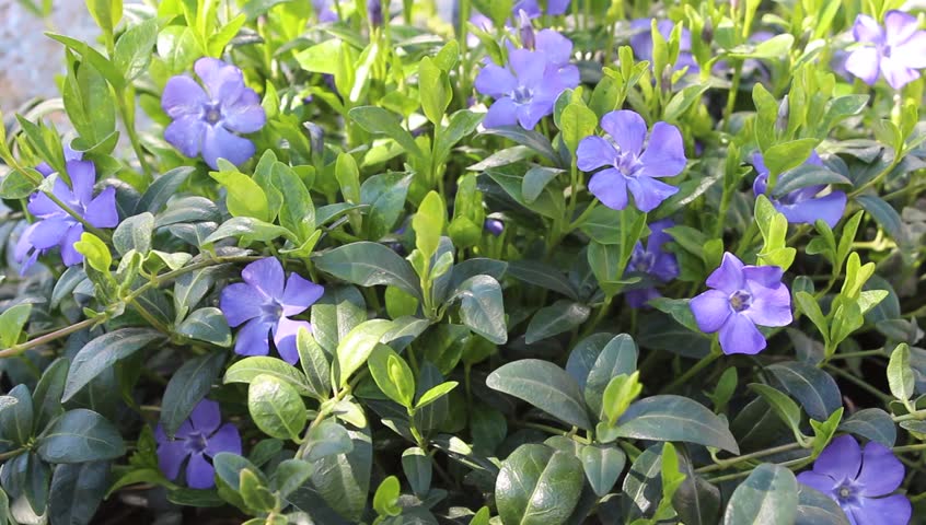 periwinkle flowers spring bloom garden Stock Footage Video (100% ...