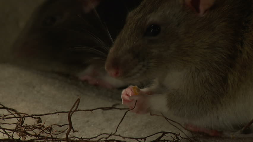 ecu adult rat nibbling Stock Footage Video (100% Royalty-free) 1464616 ...