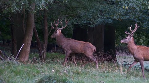 Deer Singular Plural Ruminant Mammals Forming Stock Photo 1104722639 ...