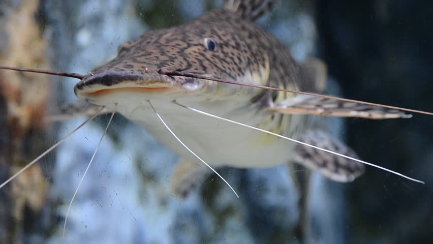 Tiger Catfish image - Free stock photo - Public Domain photo - CC0 Images