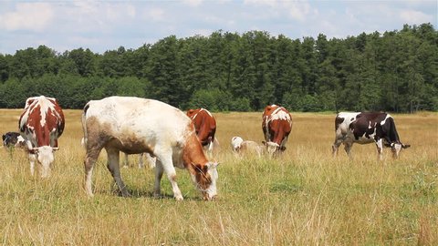 hereford cattle grazing cow mounting other Stock Footage Video (100% ...