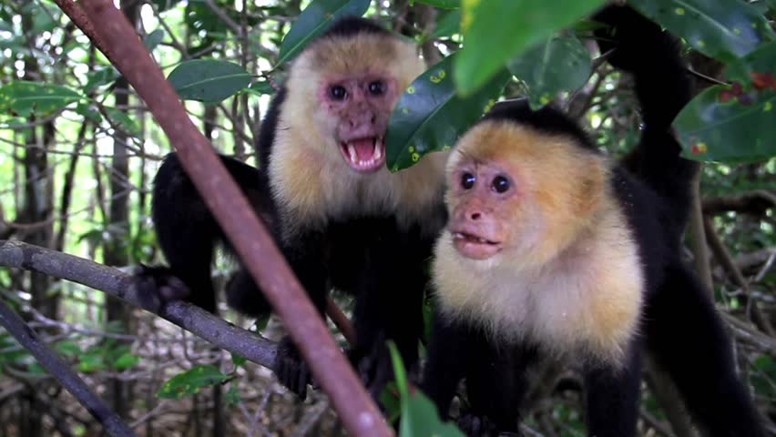 two monkeys hugging posing jungle Stock Footage Video (100% Royalty ...