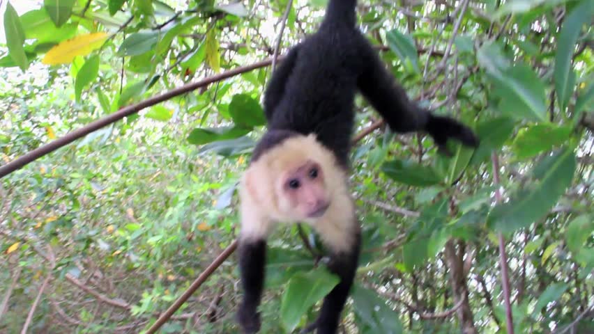 Monkey Dangles in Branches, Another Stock Footage Video (100% Royalty ...