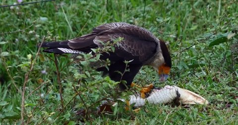 Southern Crested Carcara Brazilian Bird Pantanal Stock Footage Video ...