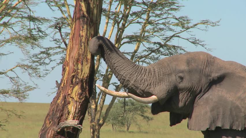 elephant peels bark off tree using Stock Footage Video (100% Royalty ...