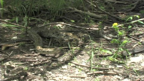 75 Anaconda Attack Stock Video Footage - 4K and HD Video Clips ...
