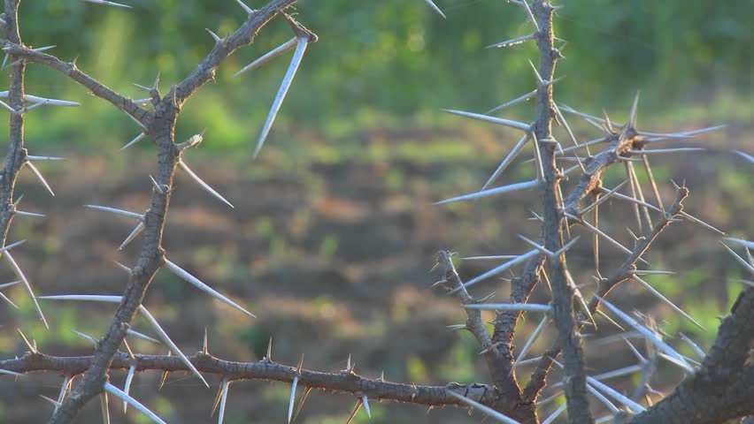 close spiky branches african thorny bush Stock Footage Video (100% ...