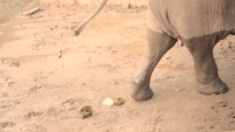 Elephant Pooping Slow Motion Stock Footage Video (100% Royalty-free ...