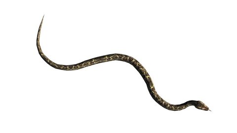 Burmese Python Python Molurus Bivittatus Isolated Stock Photo 610438154 ...
