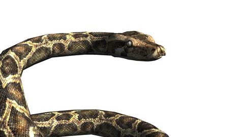 Royalball Python Python Regius Isolated On Stock Photo 1662410155 ...