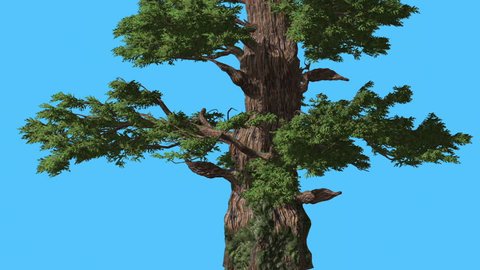 Tall Jelutong Tree Scientifically Known Dyera Stock Photo 151992422 ...