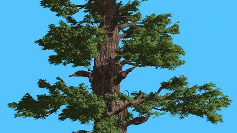 Tall Jelutong Tree Scientifically Known Dyera Stock Photo 151992422 ...