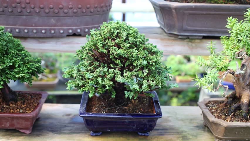 thuja bonsai trees pots on shelf Stock Footage Video (100% Royalty-free ...
