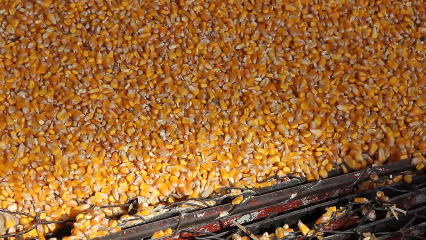 loading corn into silo Stock Footage Video (100% Royalty-free) 1488115 ...