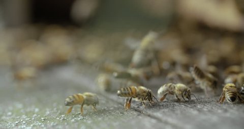 Bees Fanning Fresh Air Beehive Their Stock Footage Video (100% Royalty ...