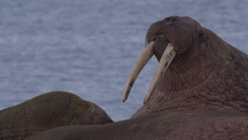 two atlantic walrus display their tusks Stock Footage Video (100% ...