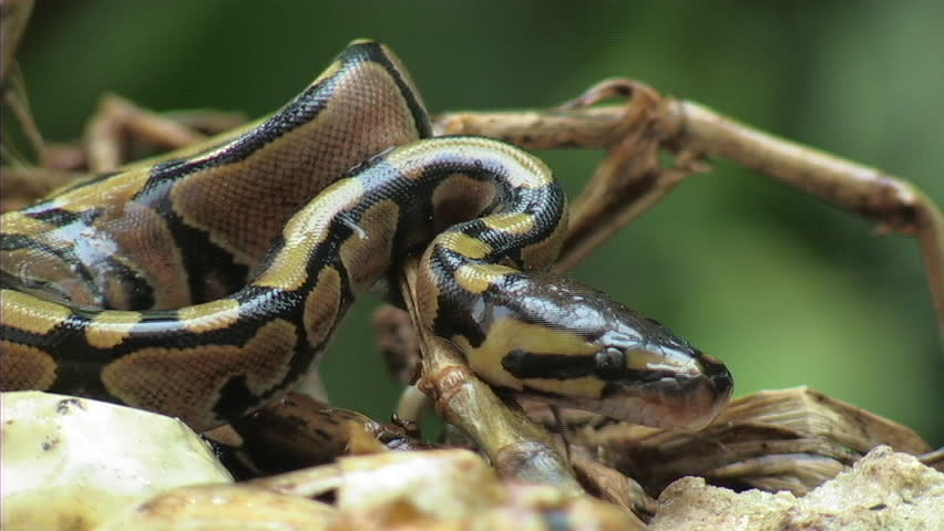 python hatchling Stock Footage Video (100% Royalty-free) 1490305 ...