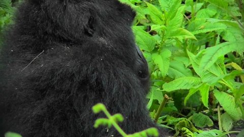 Mountain Gorilla Looks Around Rwandan Rainforest Stock Footage Video