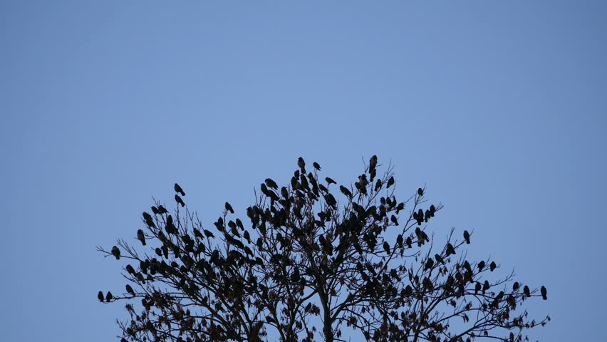 Birds Flying Away from the Stock Footage Video (100% Royalty-free ...