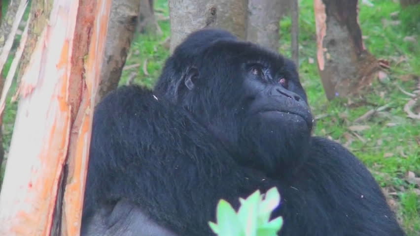 An Adult Female Mountain Gorilla Stock Footage Video (100% Royalty-free ...