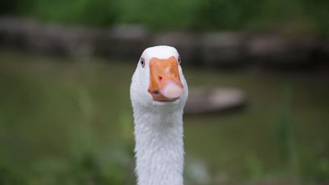 Goose Looking Funny Camera Close Goose Stock Footage Video (100% ...
