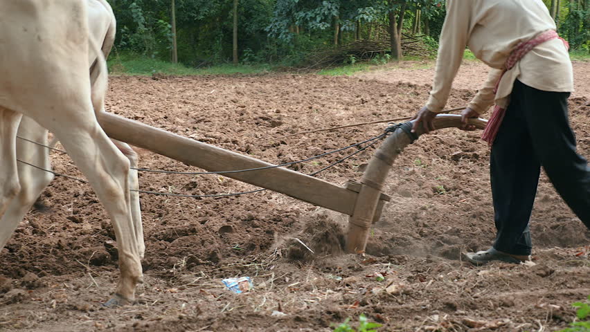 Manual Ploughing White Oxen Wooden Plough Stock Footage Video (100% ...