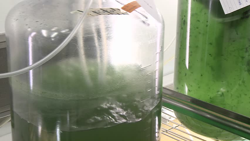 Algae Flask in a Shaker. Stock Footage Video (100% Royalty-free ...