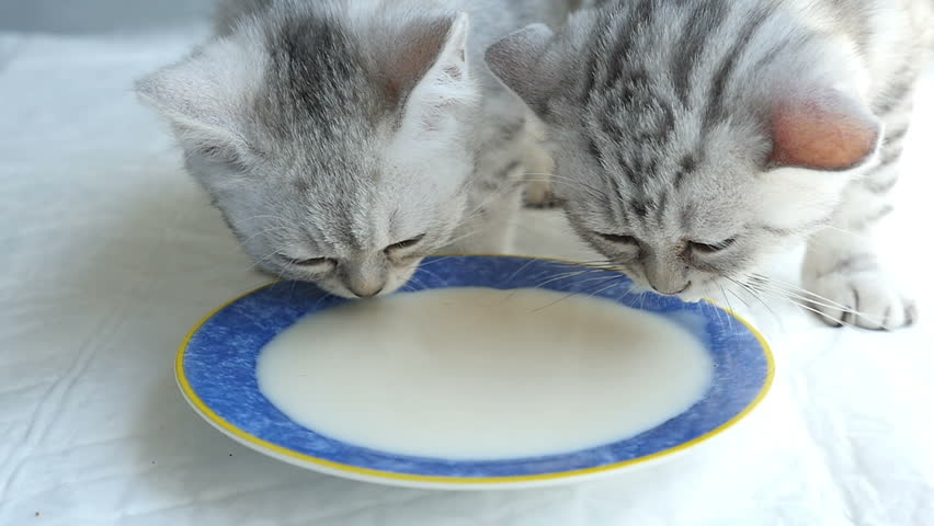 cute kittens drinking milk dish Stock Footage Video (100% Royalty-free ...