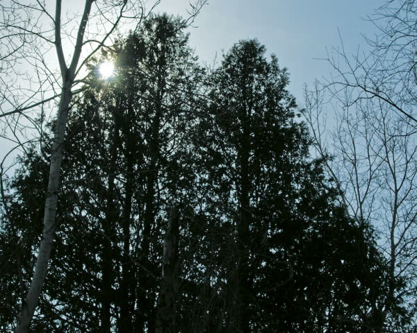 timelapse sun's movement through cedar trees Stock Footage Video (100% ...