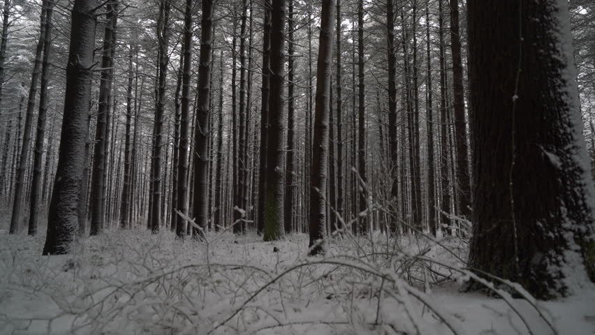 Beautiful Winter Forest Scene as Stock Footage Video (100% Royalty-free ...