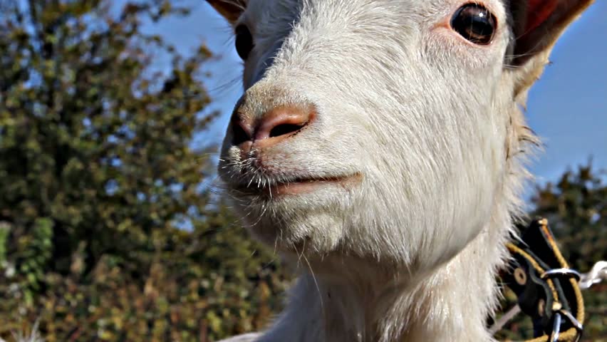 Little White Goat Cries Stock Footage Video (100% Royalty-free ...