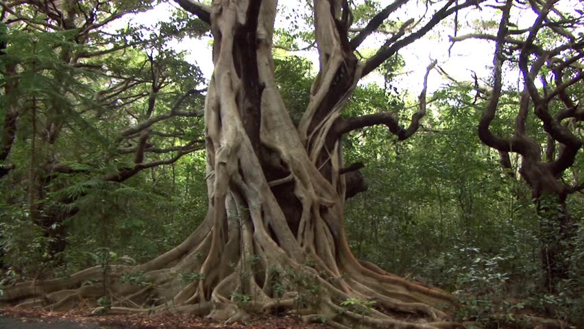 Jurassic Style Tree Stock Footage Video (100% Royalty-free) 15076531 ...