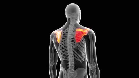 Medical 3d Animation Scapula Bone Stock Footage Video (100% Royalty ...