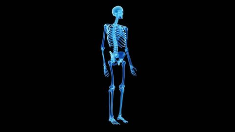 Medical 3d Animation Human Skeleton Stock Footage Video (100% Royalty ...