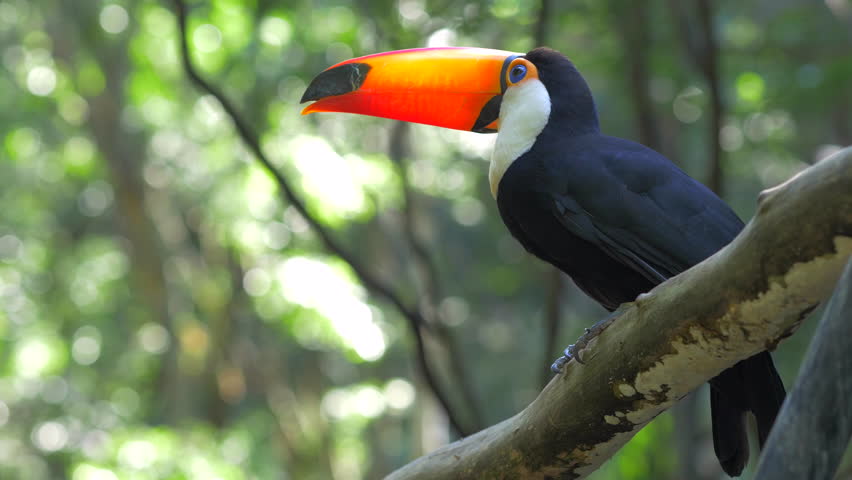 Exotic Toucan Bird Taking Flight Stock Footage Video (100% Royalty-free ...