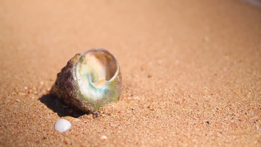 Big Cone Shell On the Stock Footage Video (100% Royalty-free) 15123352 ...