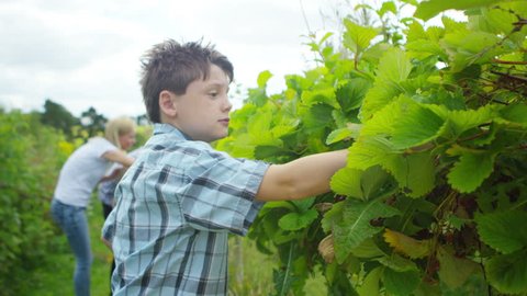 4k Happy Family Picking Fruit Together Stock Footage Video (100% ...