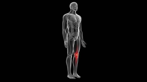 Medical 3d Animation Skeletal Knee Stock Footage Video (100% Royalty ...