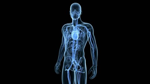 Medical Animation Highlight Vascular System Loop Stock Footage Video ...