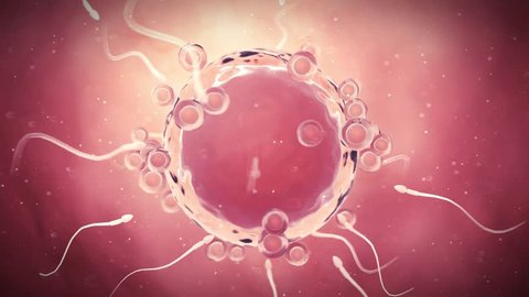 fertilization animation Stock Footage Video (100% Royalty-free) 5364335 ...