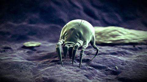 Medical 3d Animation Common Dust Mites Stock Footage Video (100% ...