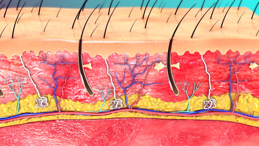 Skin Anatomy Stock Footage Video (100% Royalty-free) 15232282 ...