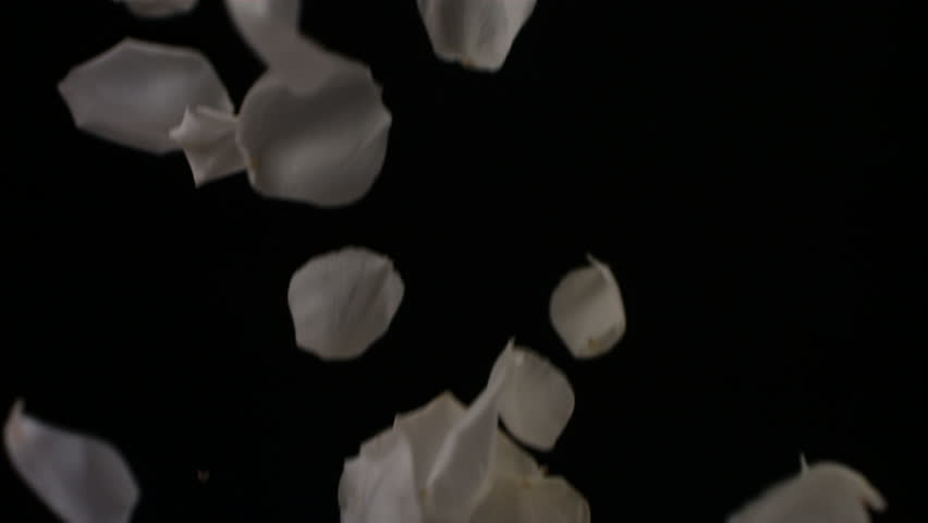White Rose Petals Fall in Stock Footage Video (100% Royalty-free ...