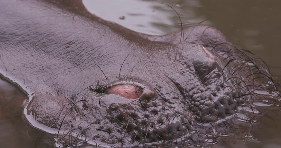 close-up hippo's nostrils breathing - south Stock Footage Video (100% ...