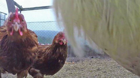 rhode island red hen easter egger Stock Footage Video (100% Royalty ...