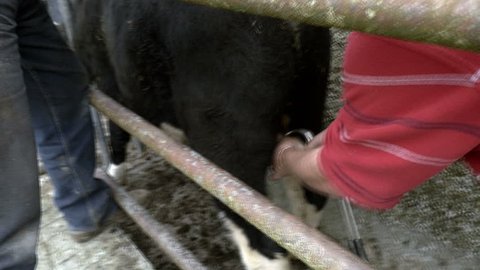 「Castration Scene Documentary Film Farmer Shot」の動画素材（ロイヤリティフリー）15269584 ...