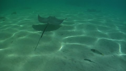 Stingray Followed By Tracking Camera Gracefully Stock Footage Video ...