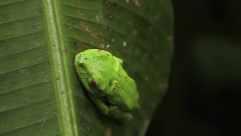 Red Eyed Tree Frog Sleeping