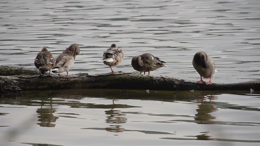 Birds on a log on a lake in the mist image - Free stock photo - Public ...