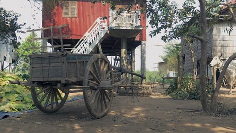 Wooden Cart Harvested Tobacco Leaves Laid Stock Footage Video (100% ...